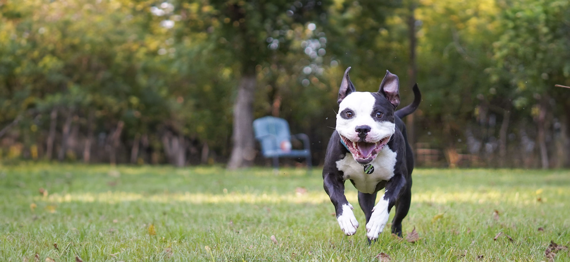 Even Chance Pit Bull Advocacy