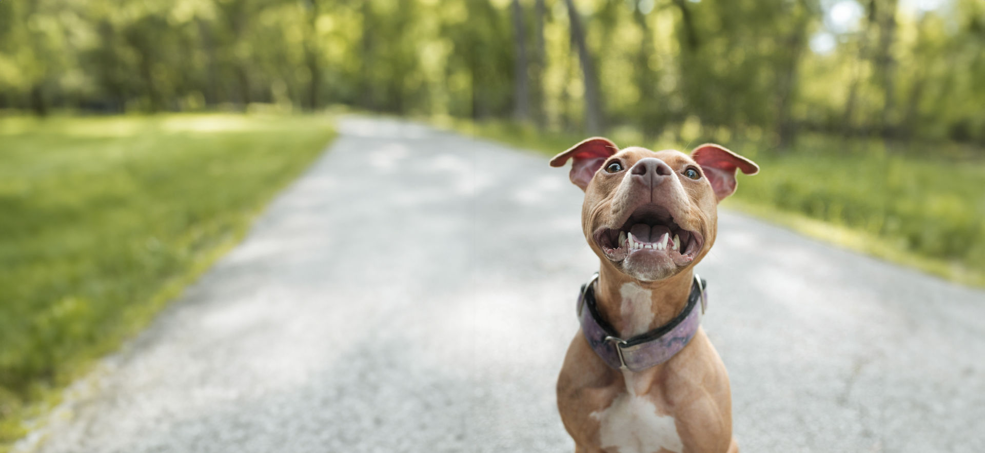 Even Chance Pit Bull Advocacy